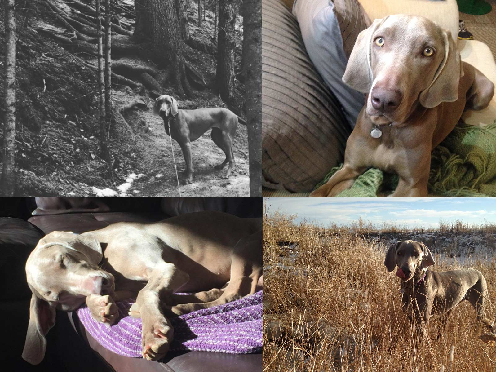 What I learned from my dog